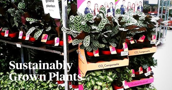 Initial Fair Flora-Rated Plants Purchased by First Exporter