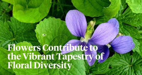 Violet and Iris Are the February Birth Flowers