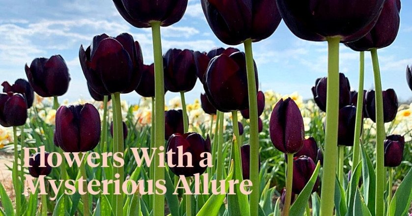 Are Black Tulips Real? Demystifying These Unique Flowers