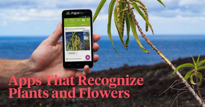 The 10 Best Apps for Identifying Plants and Flowers