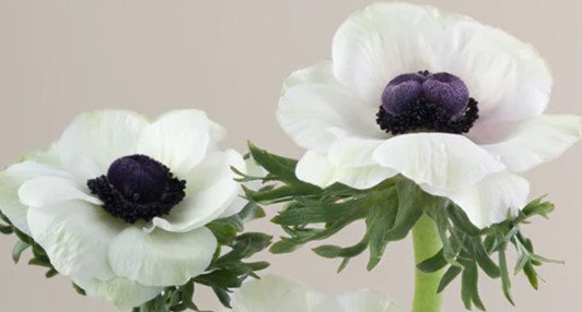 Anemone Mistral Panda