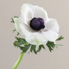 Anemone Mistral Panda