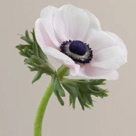 Anemone Mistral Panda Blush