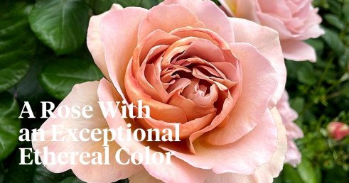 The Unique and Exquisite Rose Café Latte From De Ruiter