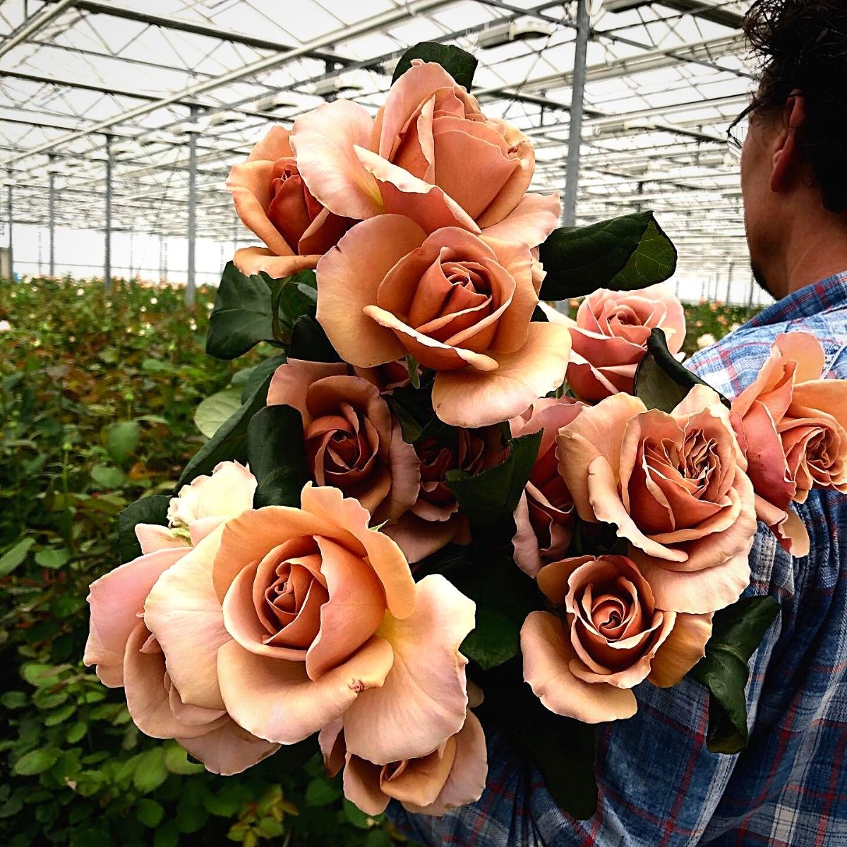 The Unique and Exquisite Rose Café Latte From De Ruiter