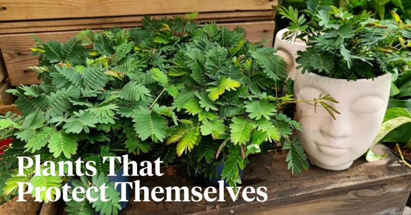 How Plants Can 'Talk' to Their Neighbors About Potential Predators