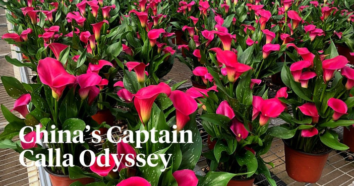 Marco Zhang Is Kapiteyn’s Captain Calla Distributor in China