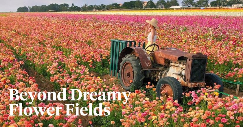 Top 10 Flower Fields in the World