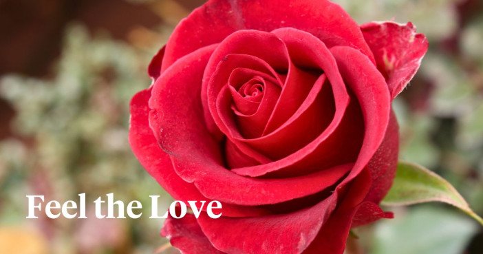 Express Love With Red Roses From United Selections