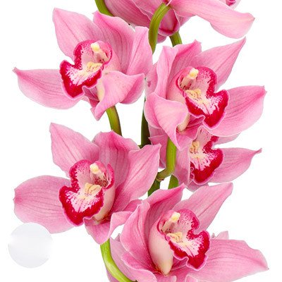 Cymbidium Valentine | Product Featured on Thursd.com