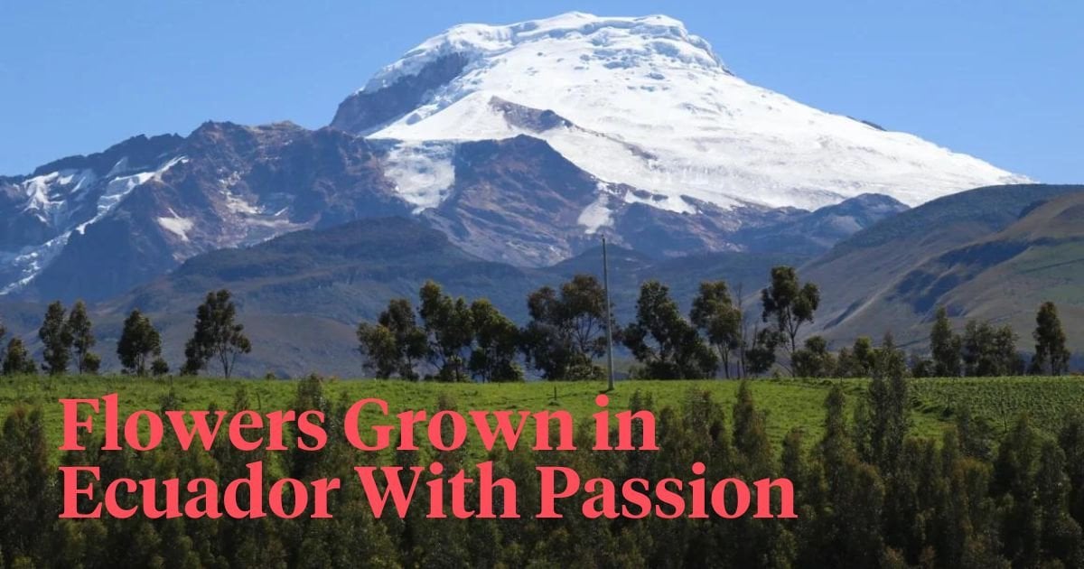 Rosaprima Expands With Ecuatorian Flowers Deal