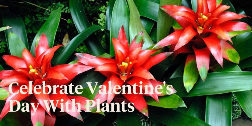 Valentine's Day Plants - These Beauties Make the Perfect Gift