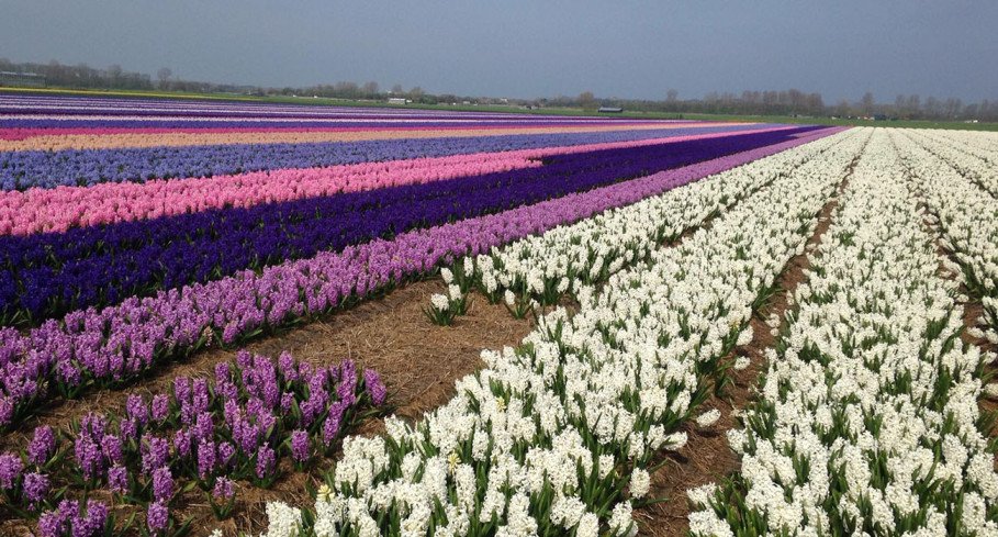 Van Noort Hyacinten