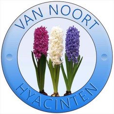 Van Noort Hyacinten
