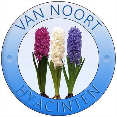Van Noort Hyacinten - Grower on Thursd