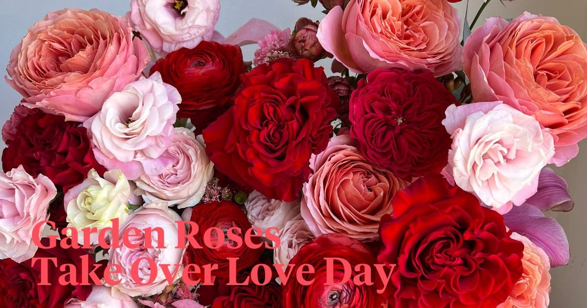 Valentine's Day - Love, Colors and Garden Roses