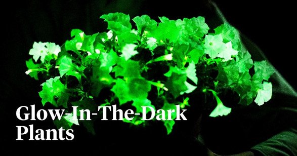 A Popular Bioluminescent Flower Firefly Petunia