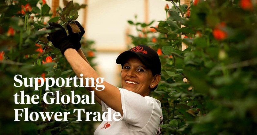 French Federation of Florist Artisans Denounces Rose Bashing