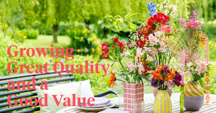 Quality of Alstroemerias Starts With Good Care