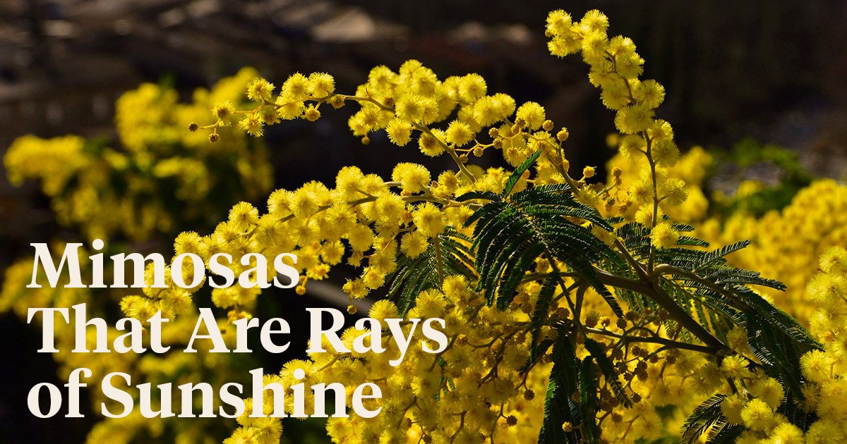 What Is a Mimosa Flower? Here's What You Need to Know