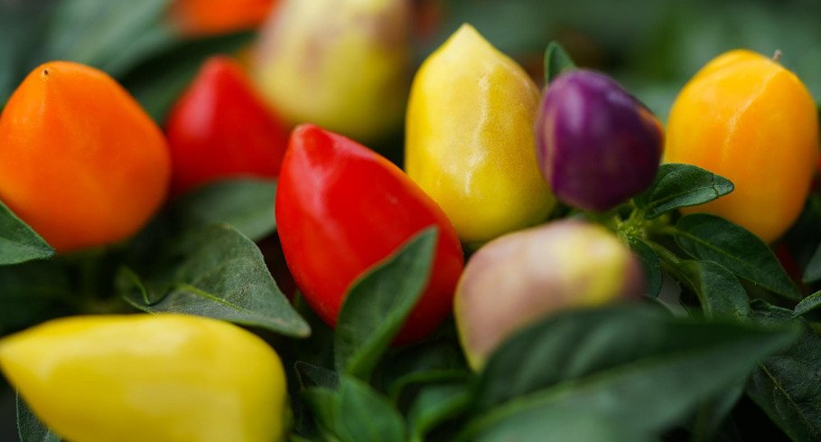 Capsicum Autumn Daylight - Product on Thursd