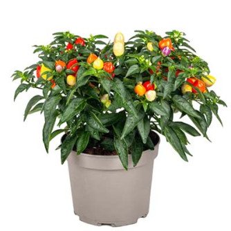 Capsicum Autumn Daylight - Product on Thursd