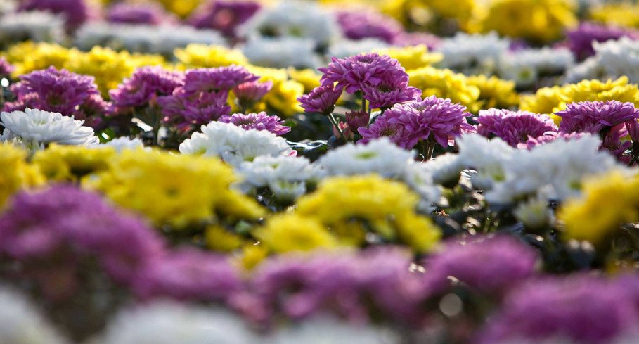 Chrysanthemum Supernova Mix