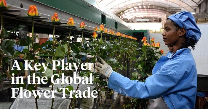 Why We Should Not Give up on African Grown Flowers