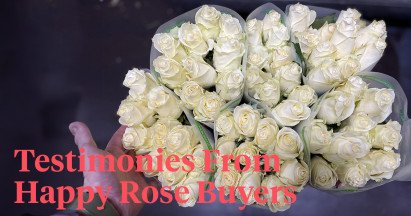 Why European Traders Keep Buying Rose Albatros