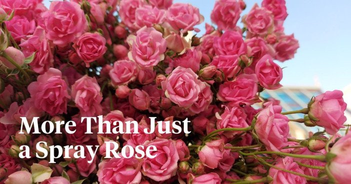 The Gypsy Rose Spray Rose Is a Novelty in World of Cut Roses