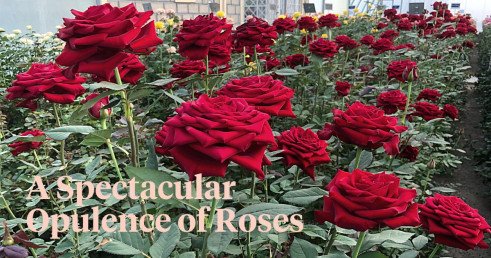 Rose Breeders Converge at Nini Flowers for Their Open Days