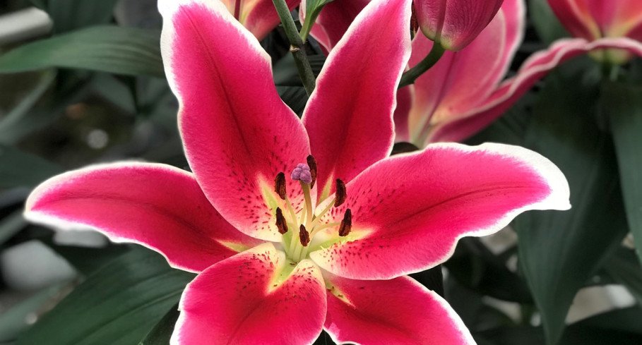 Lily Yasmine | Product Featured on Thursd.com