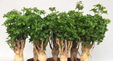 Polyscias Parsley Bonsai