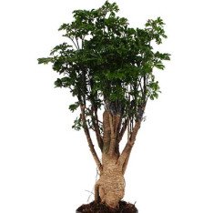 Polyscias Parsley Bonsai | Product Featured on Thursd.com