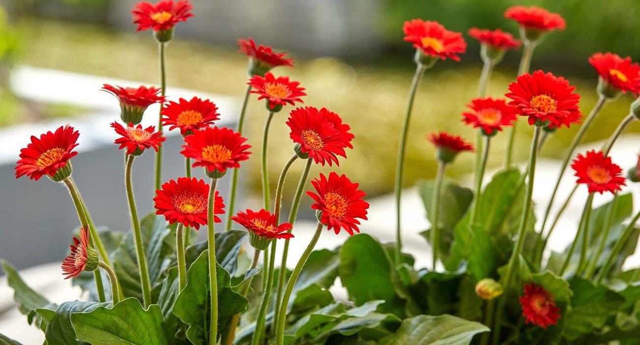 Garvinea® Cheeky Red