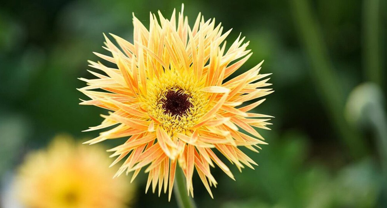 Gerbera Spider Anacleto