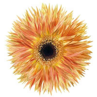 Gerbera Spider Anacleto