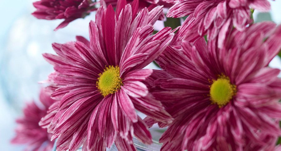 Chrysanthemum Stellini