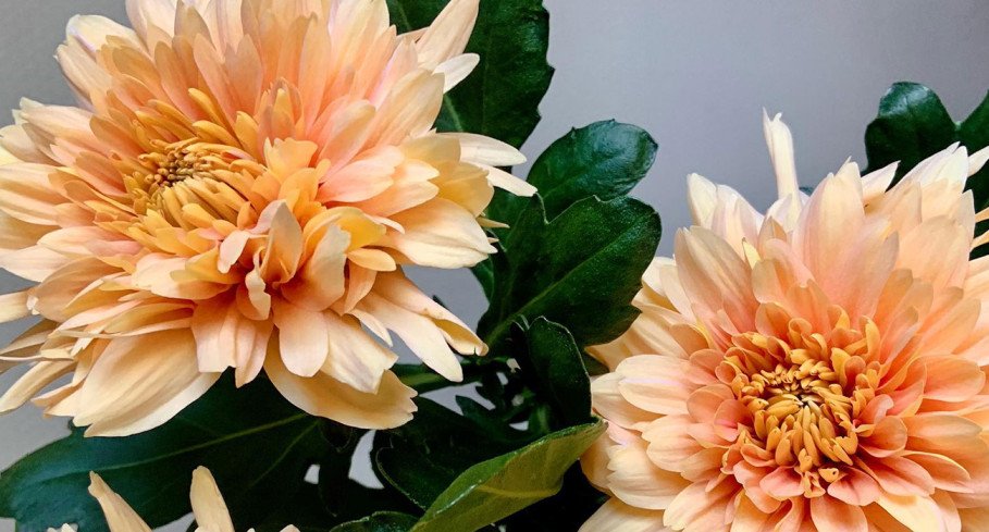 Chrysanthemum Kalimba Salmon