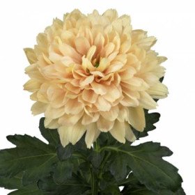 Chrysanthemum Embera - Product onThursd