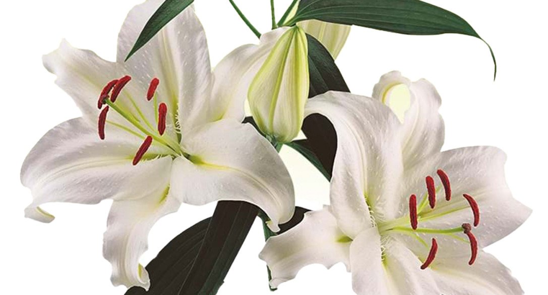 Lily Universe | Product Featured on Thursd.com