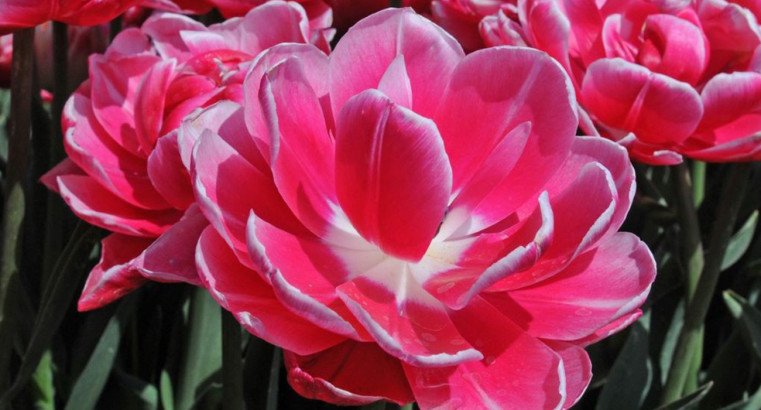 Tulip Columbus - Product onThursd