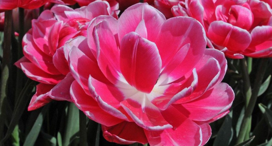 Tulip Columbus | Product Featured on Thursd.com