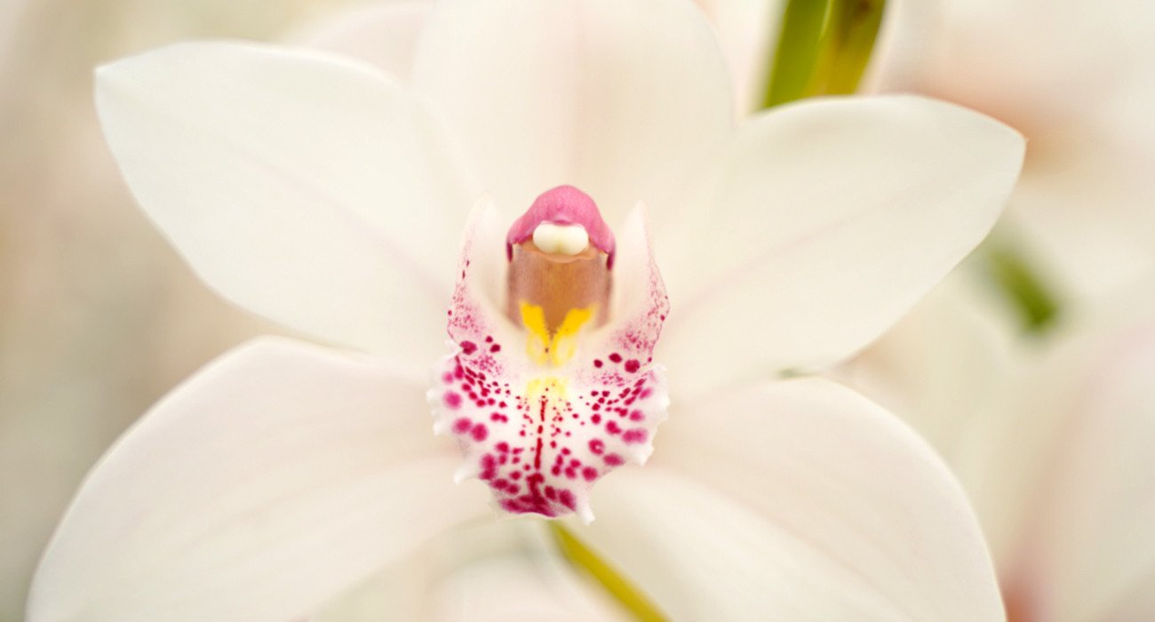 Cymbidium Queen Sophie