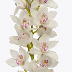 Cymbidium Queen Sophie