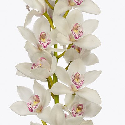 Cymbidium Queen Sophie