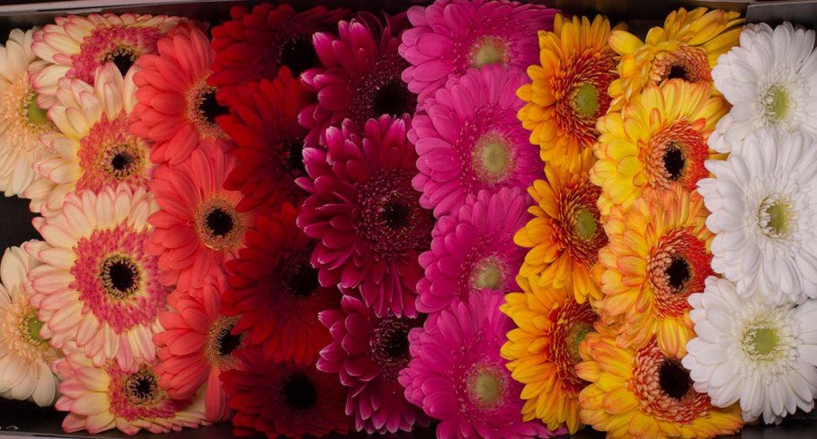 Gerbera Mini Oudijk Exclusive Mix