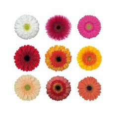 Gerbera Mini Oudijk Exclusive Mix