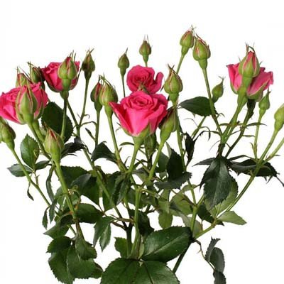 Spray Rose Pink Yo-Yo