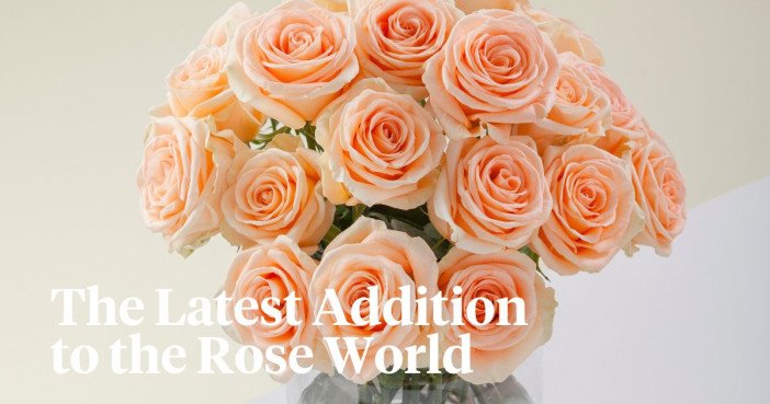 Here's the Latest Addition to the Rose World - A Peachy Haven